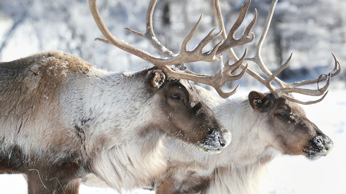 Rentiere im Kloster - Benediktinerinnenabtei Stift Nonnberg